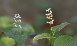 Lajit - Luontoliitto