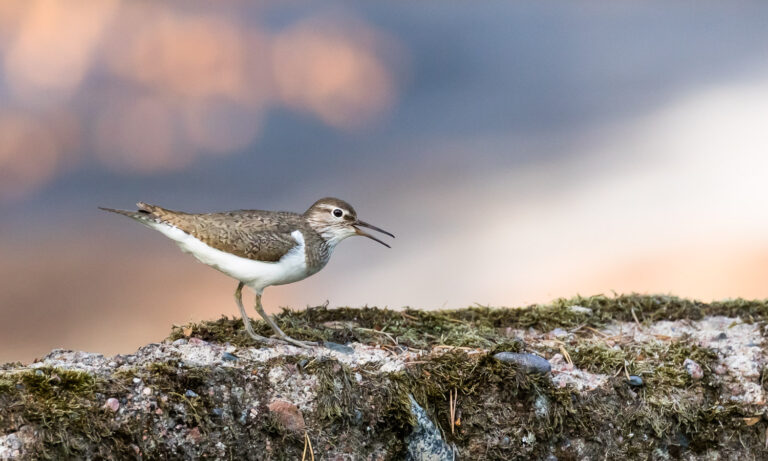 Lajit - Luontoliitto