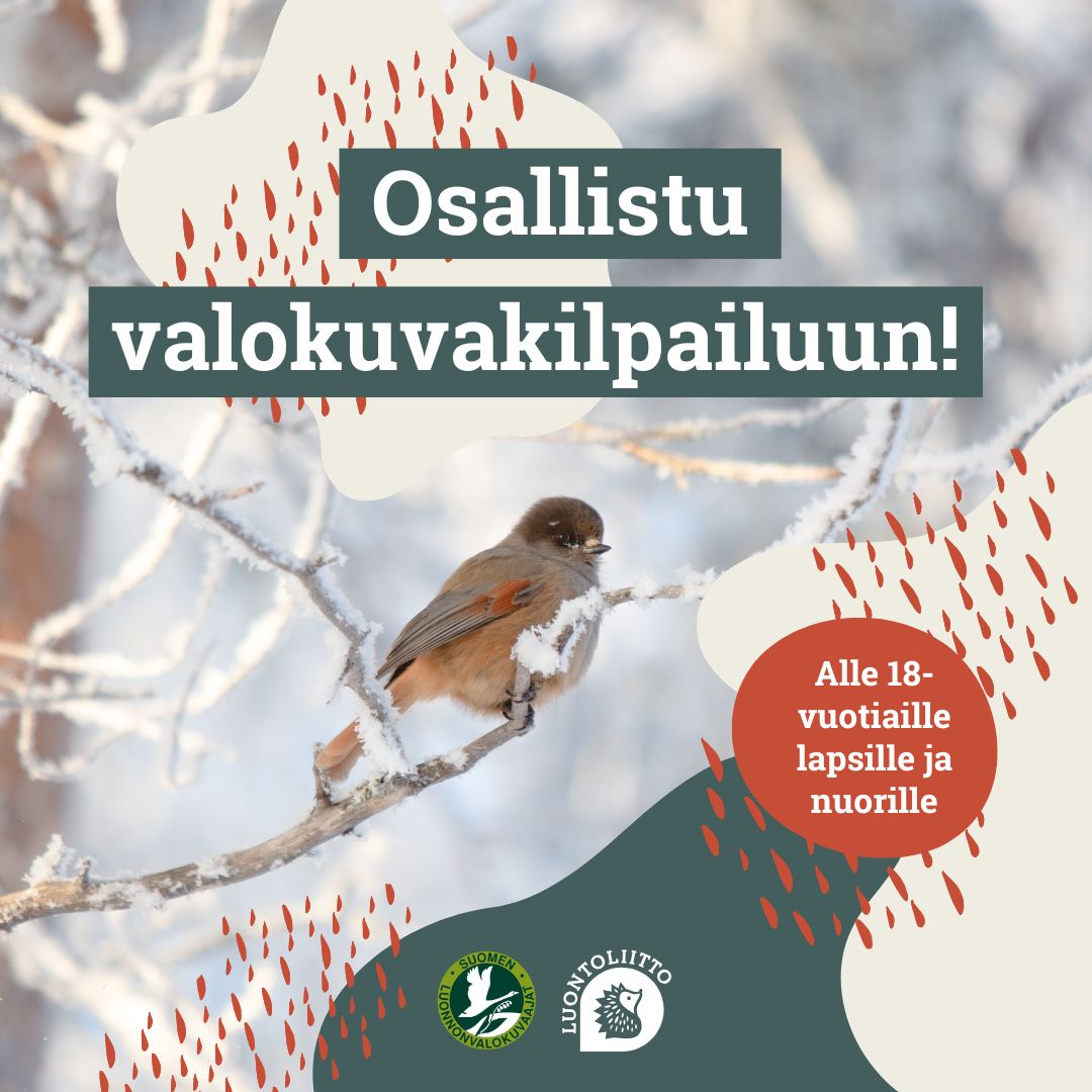 Koivunlehti 1 Cm Ja 2 Cm